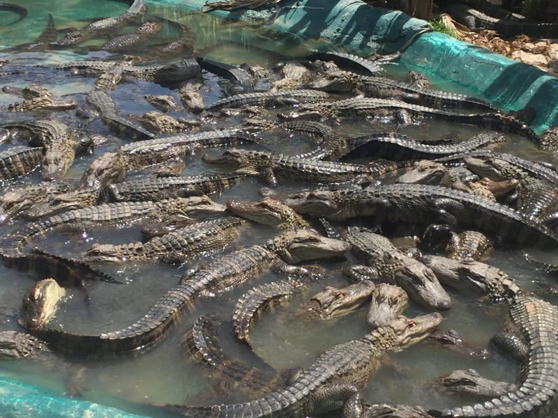 29 Best Things To Do In Gulf Shores, Alabama