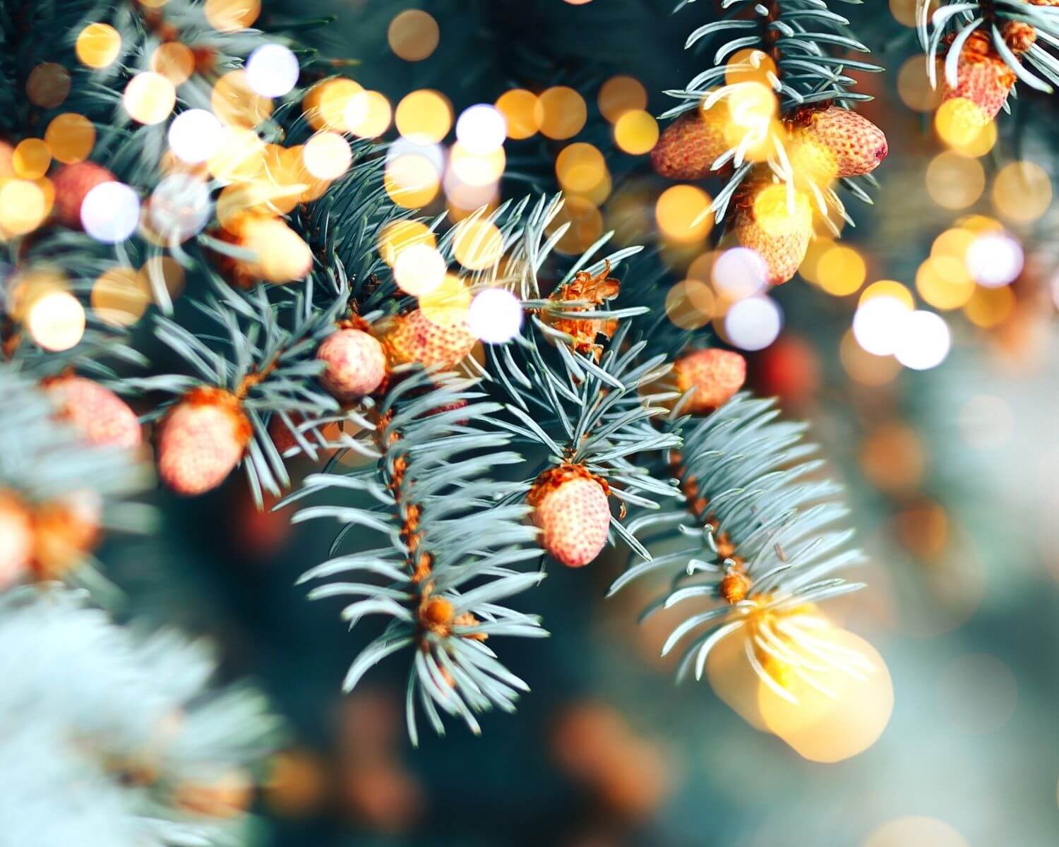 The 21 Best Places to See Christmas Lights in Wisconsin for 2023