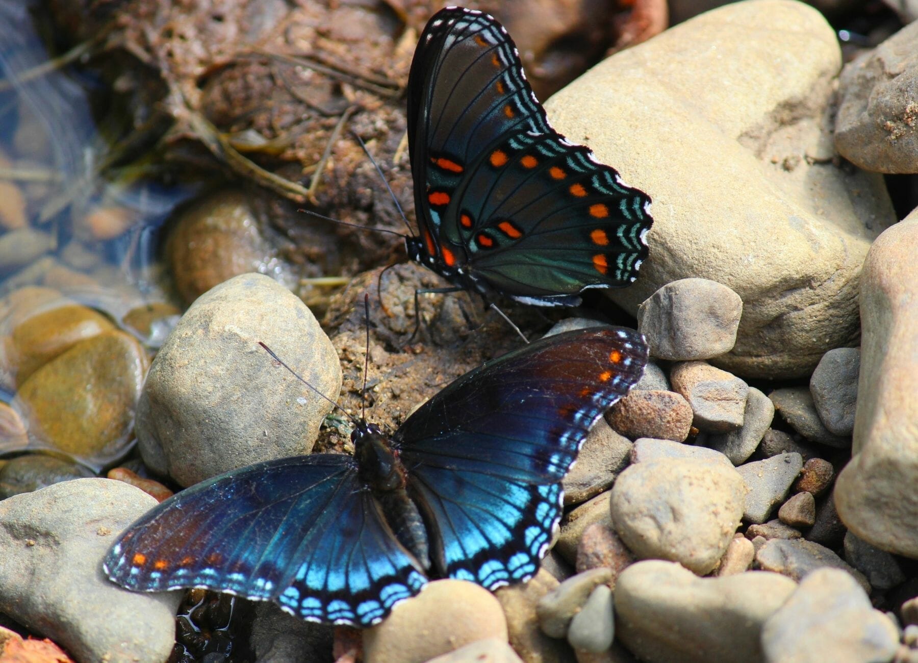 11 Things To Do At Devils Den State Park