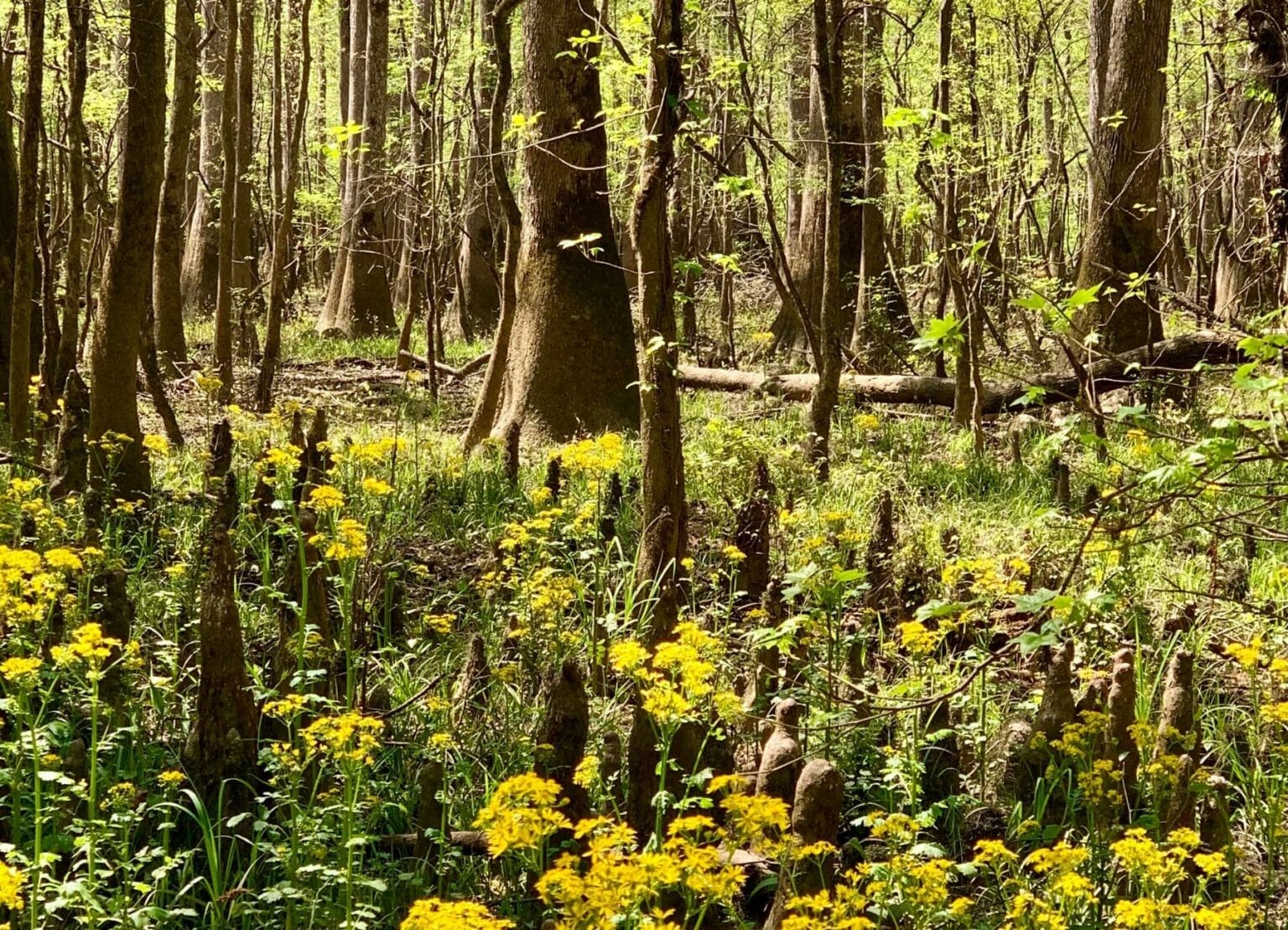 Top 10 Fun Things To Do In Congaree National Park