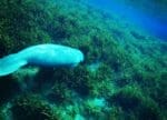 Where To See Manatees In Florida And Where To Swim With Them!
