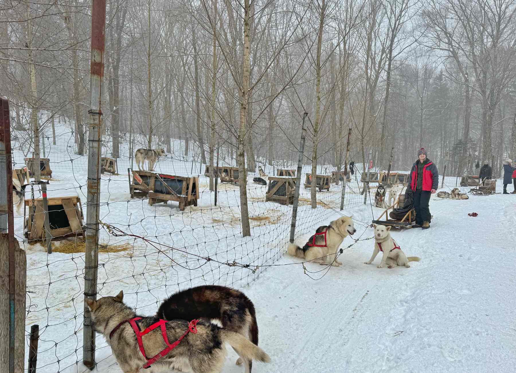 Dog Sledding in Quebec City