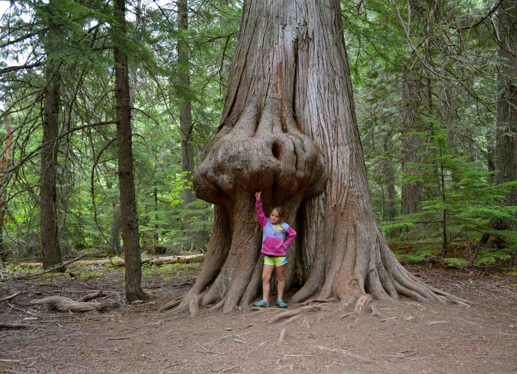 Trail Of The Cedars Hike In Glacier National Park